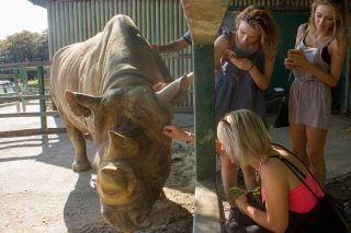 Visiting the Port Lympne Wild Animal Park near Folkestone